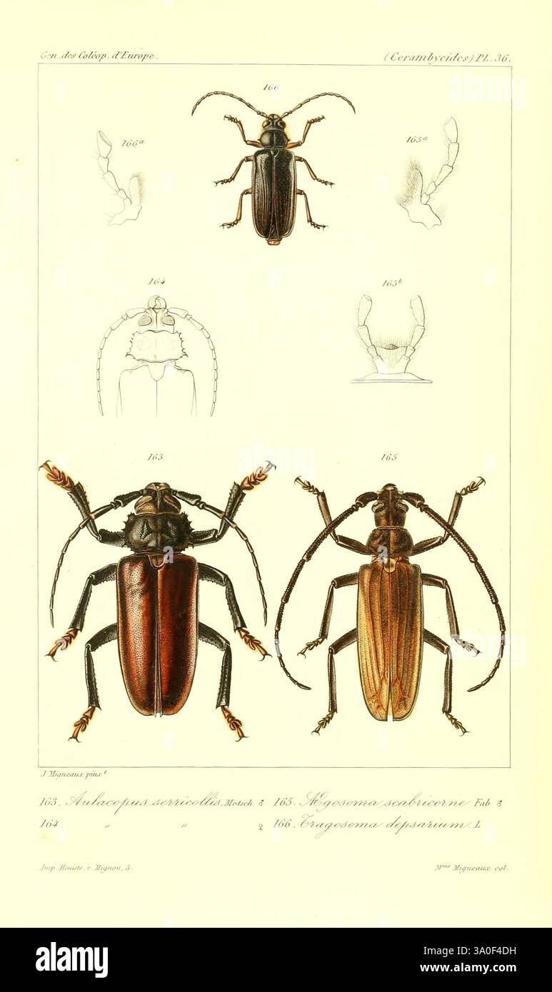 Genera, des, coléoptères, d'Europe, Paris, Chez, A, Deyrolle, 1857-1868 ...
