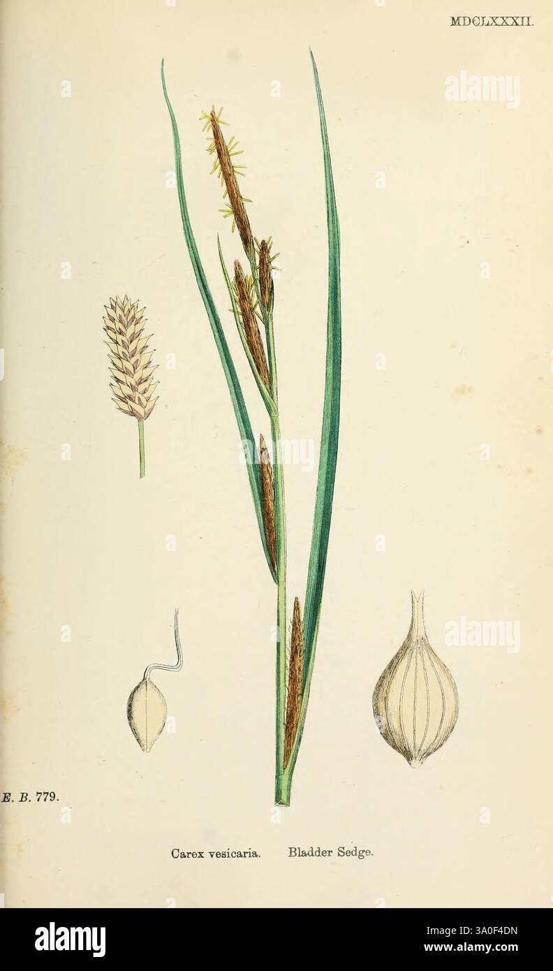 English, botany, Coloured, Figures, British, Plants, London, R ...