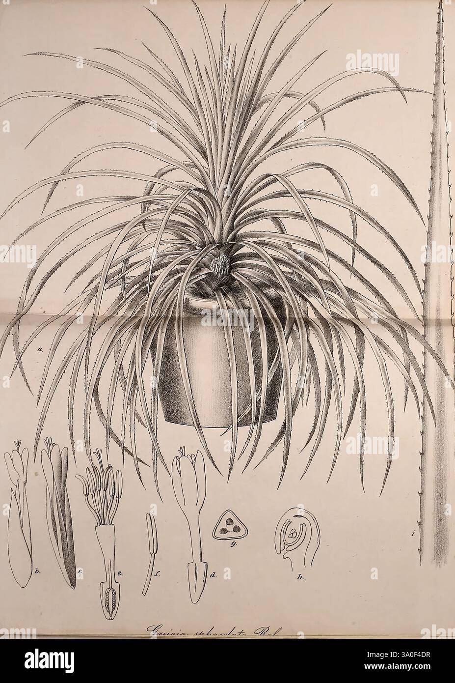 Gartenflora Erlangen F. Enke 1852-1940 botany gardening Germany ...