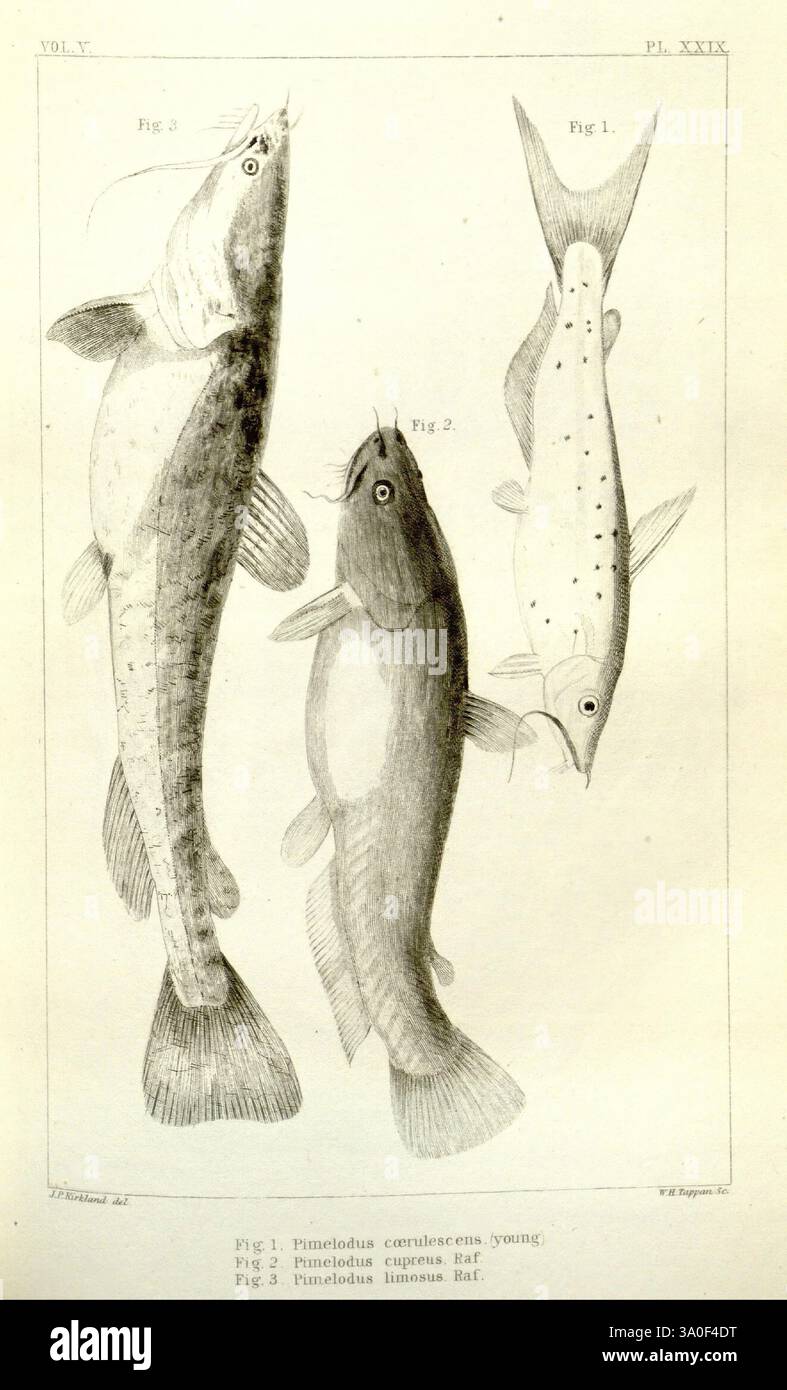 Illustration depicts three distinct species of catfish hi-res stock ...