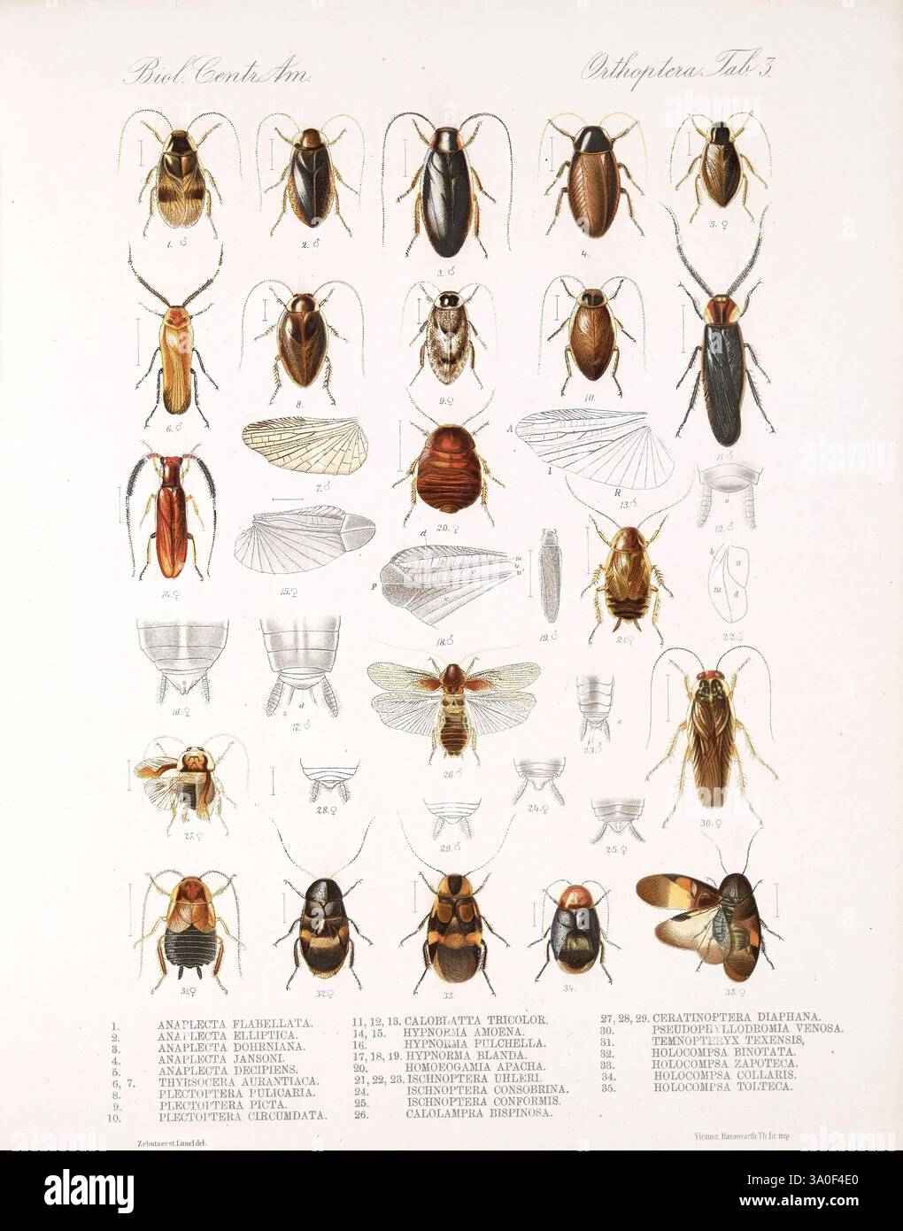Biologia Centrali-Americana, London, 1879-1915. Archaeology, Botany ...