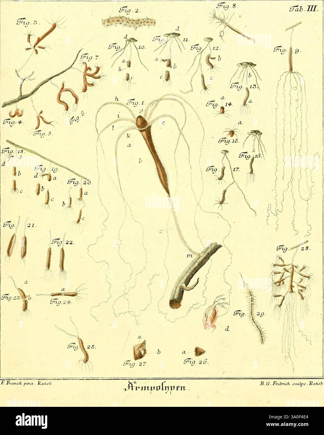 D. Jacob Christian Schäffer's Abhandlungen von Insecten, Regensburg ...