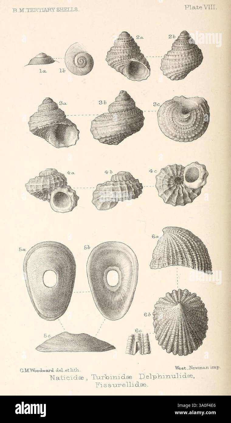 Variety of detailed shell designs hi-res stock photography and images ...