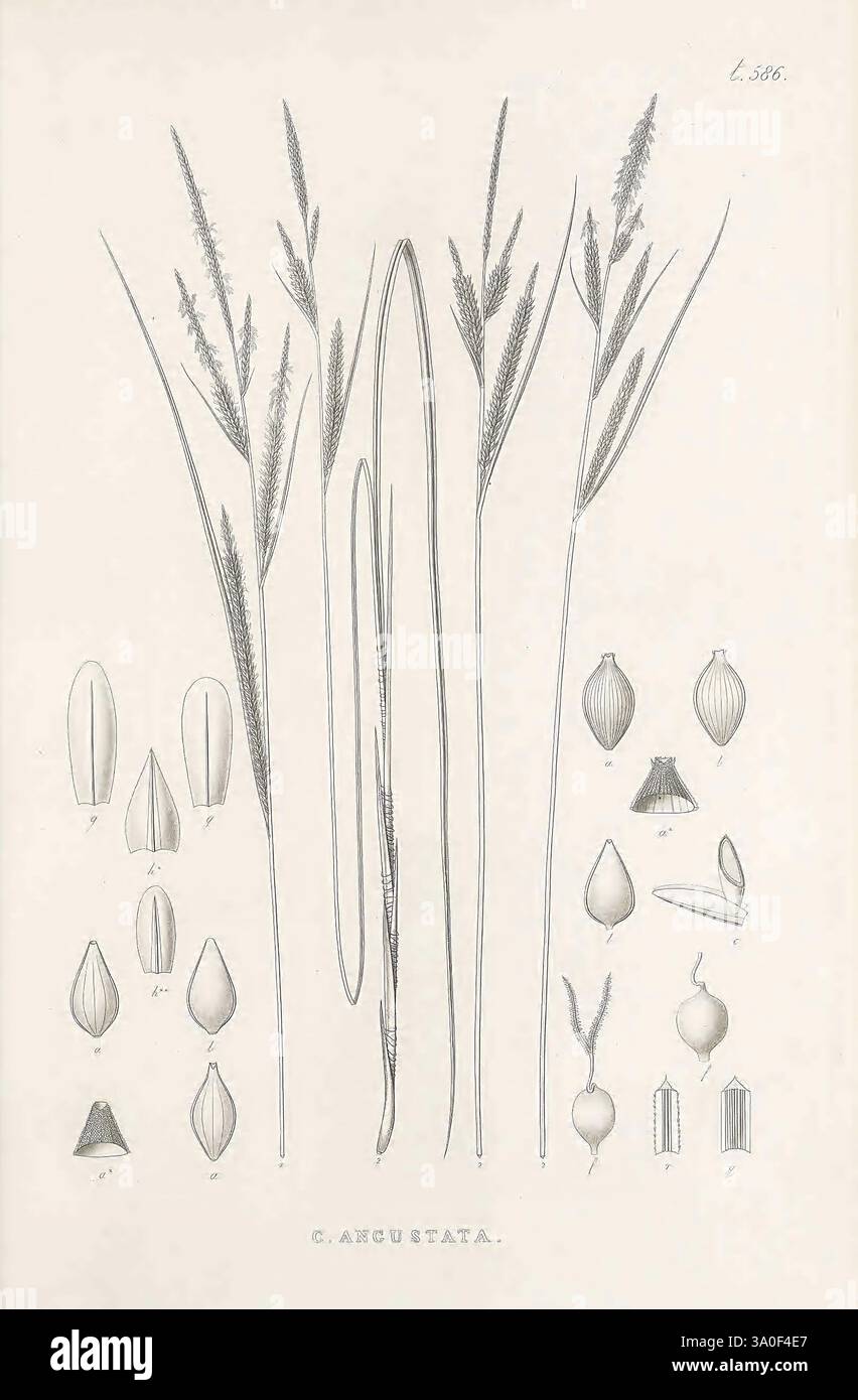Illustrations of the genus Carex, London, William Pamplin, 1858-1867 ...