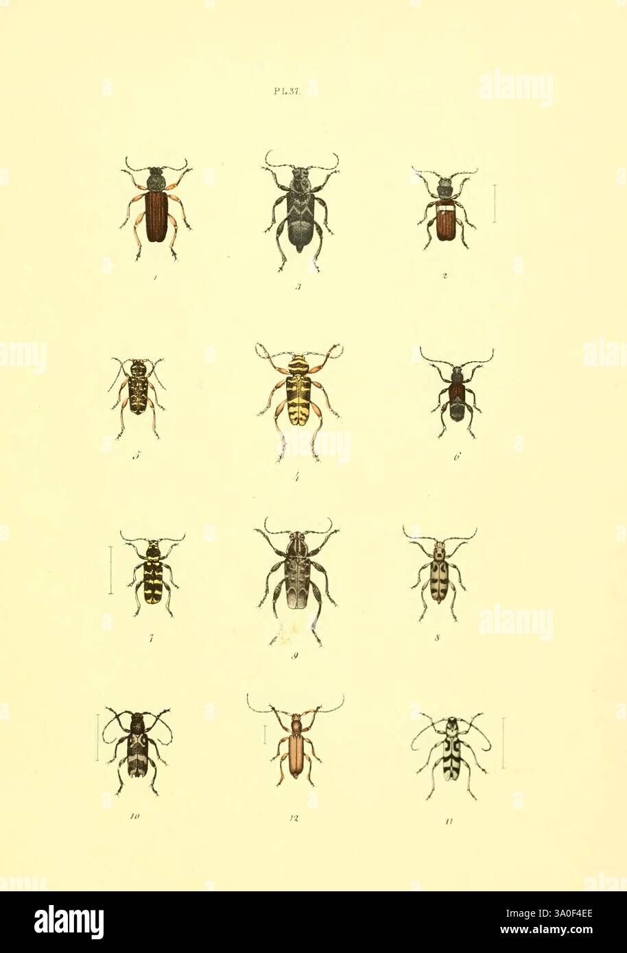 Musée entomologique illustré t.1 Paris, Rothschild,1876-1878, beetles ...