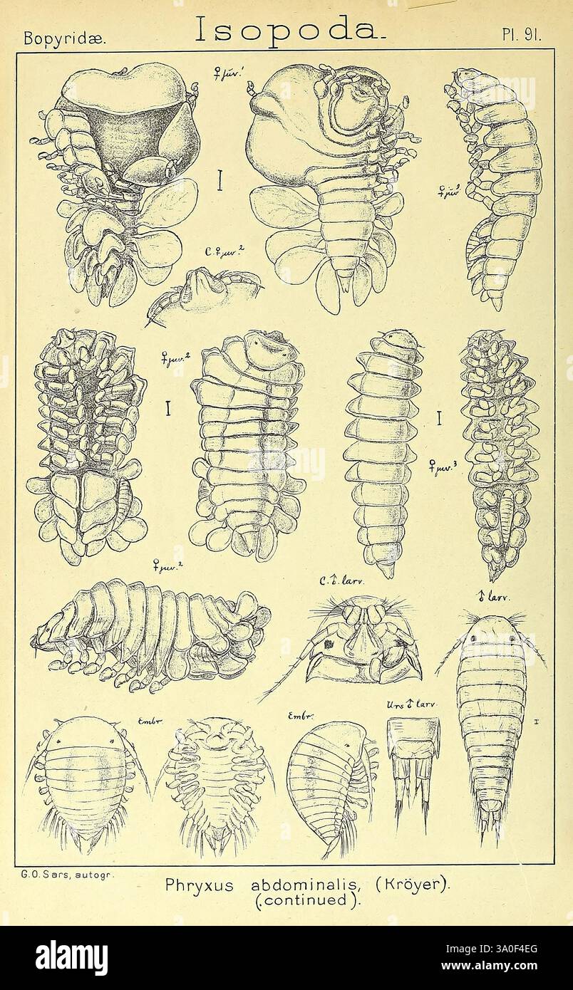 Detailed anatomical study of isopods hi-res stock photography and ...