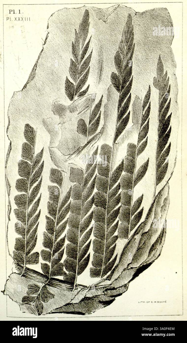 Boston, Journal of Natural History, Boston Society of Natural History ...