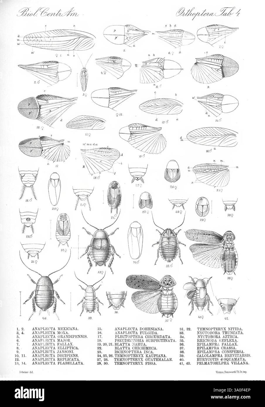 Detailed compilation of various insects hi-res stock photography and ...