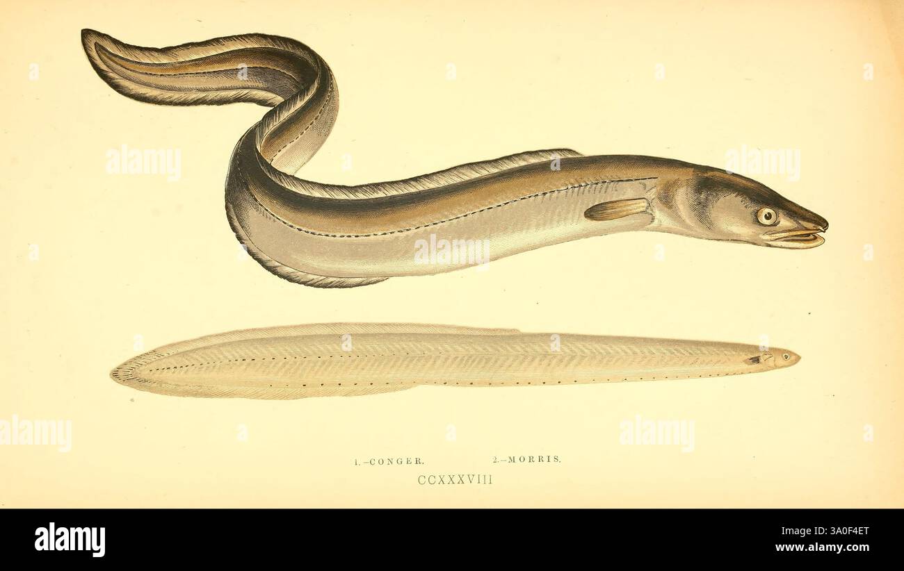 Eels tapered head hi-res stock photography and images - Alamy