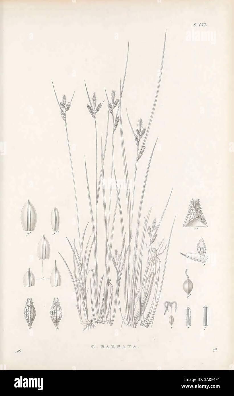 Detailed drawings of various seed structures hi-res stock photography ...