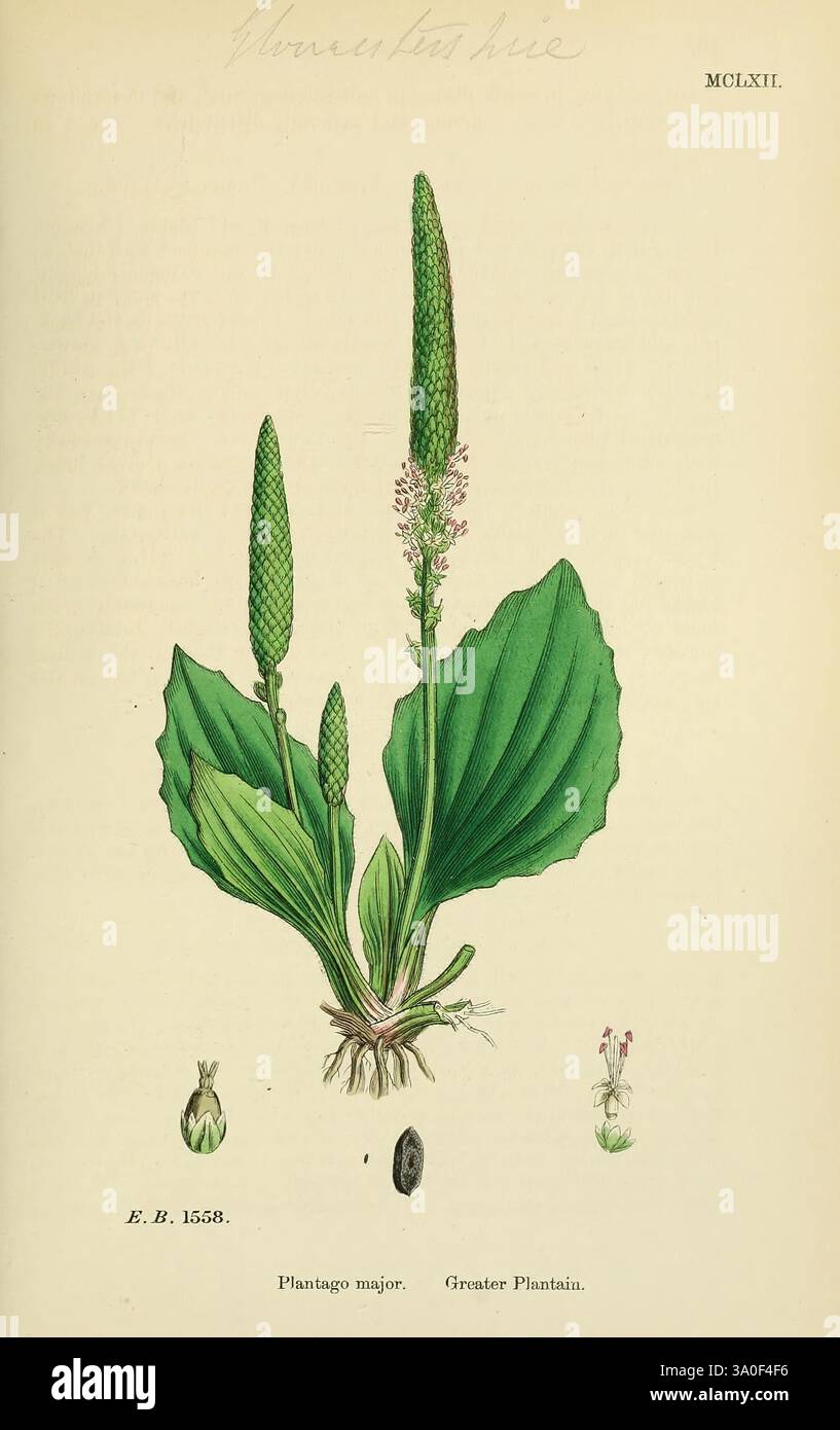 English Botany Coloured Figures British Plants London R. Hardwicke 1863 ...