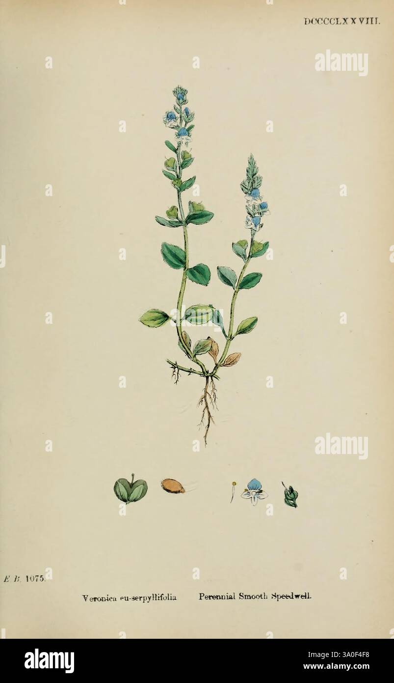 English Botany Coloured Figures of British Plants London R. Hardwicke ...