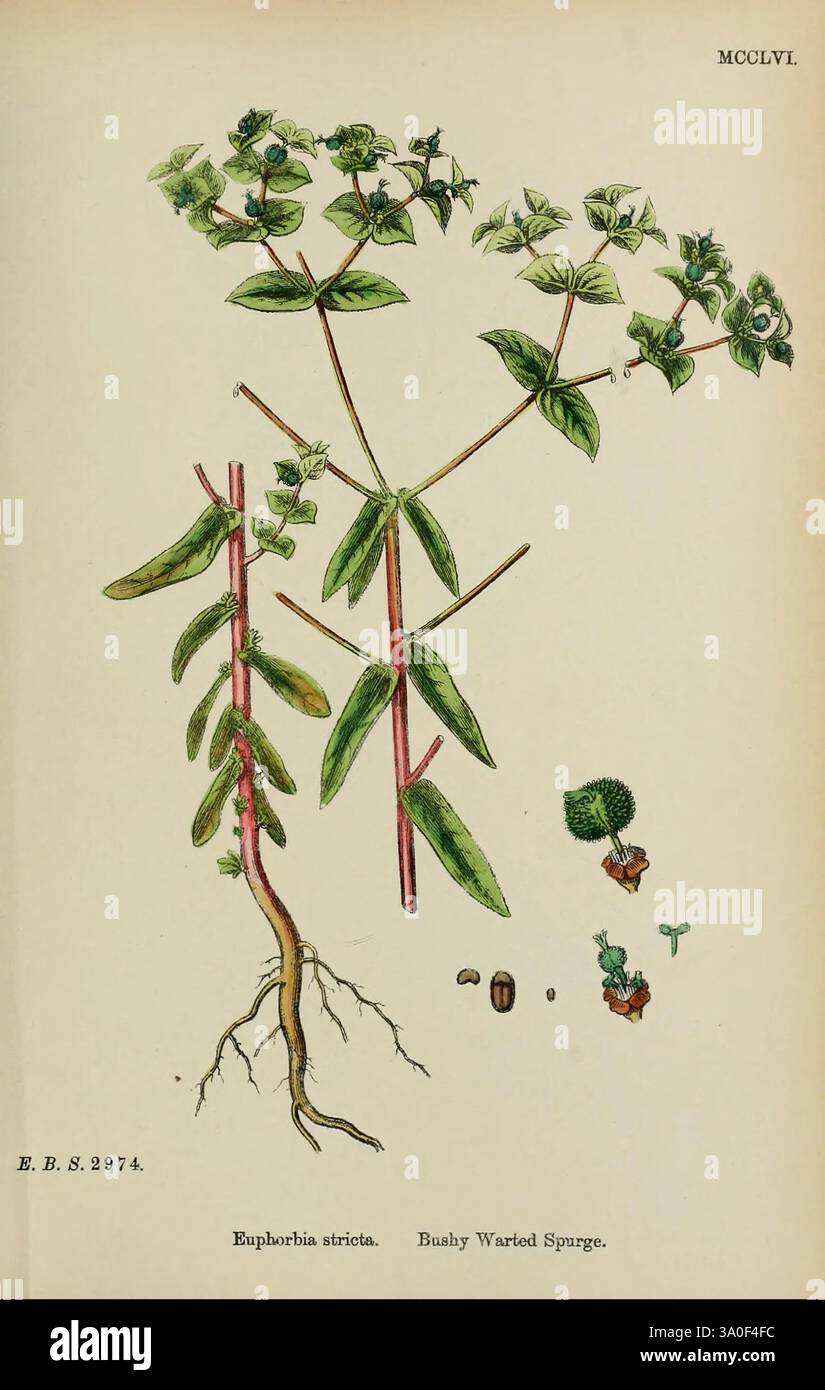 Slightly waxy texture hi-res stock photography and images - Alamy