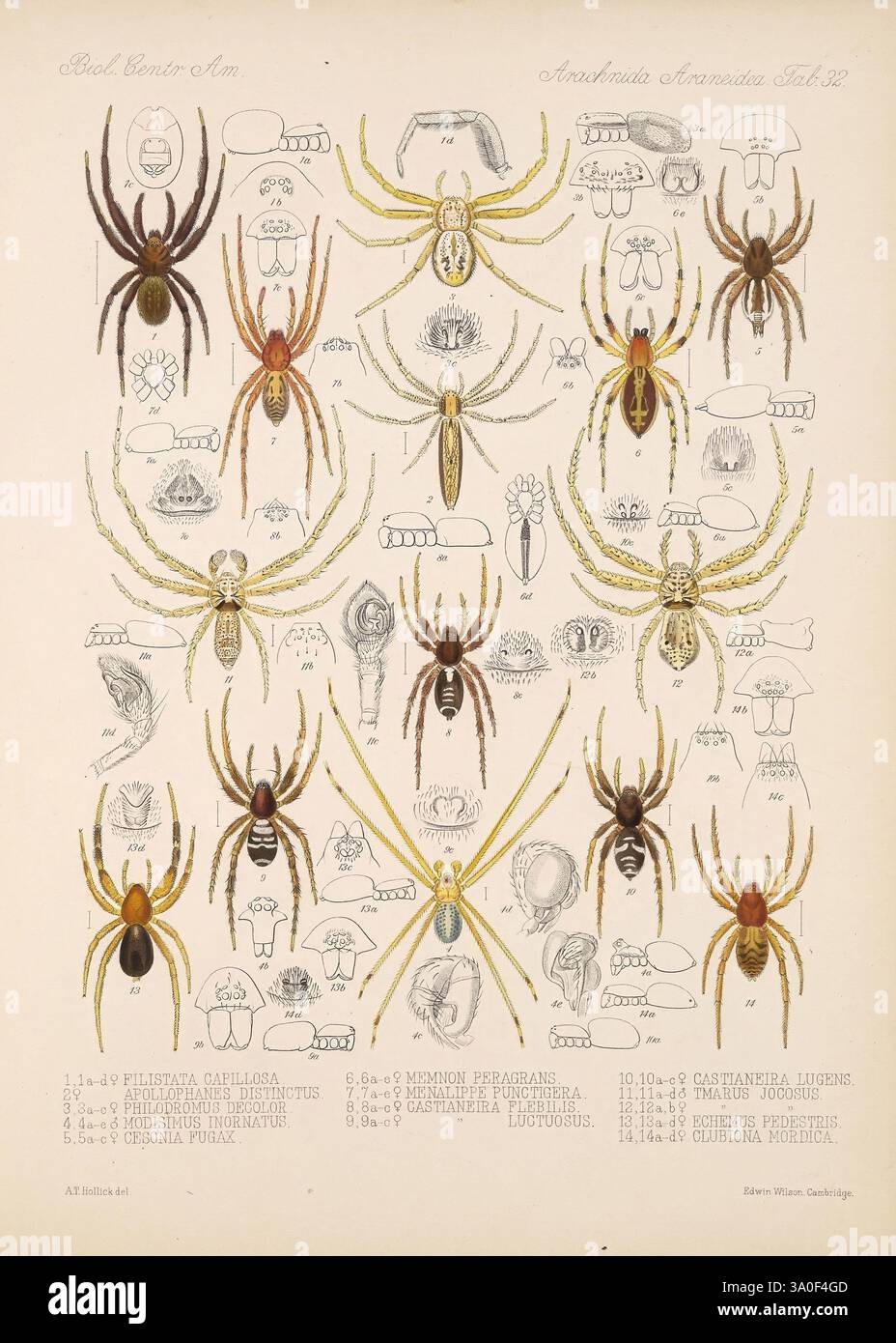 Biologia Centrali-Americana London, 1879-1915 Archaeology, Botany ...