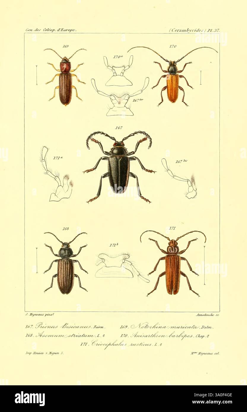 Genera, des, coléoptères, d'Europe, Paris, Chez, A, Deyrolle, 1857-1868 ...