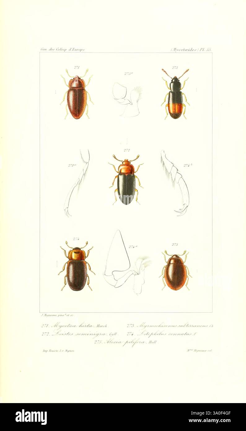 Highlights another beetle hi-res stock photography and images - Alamy