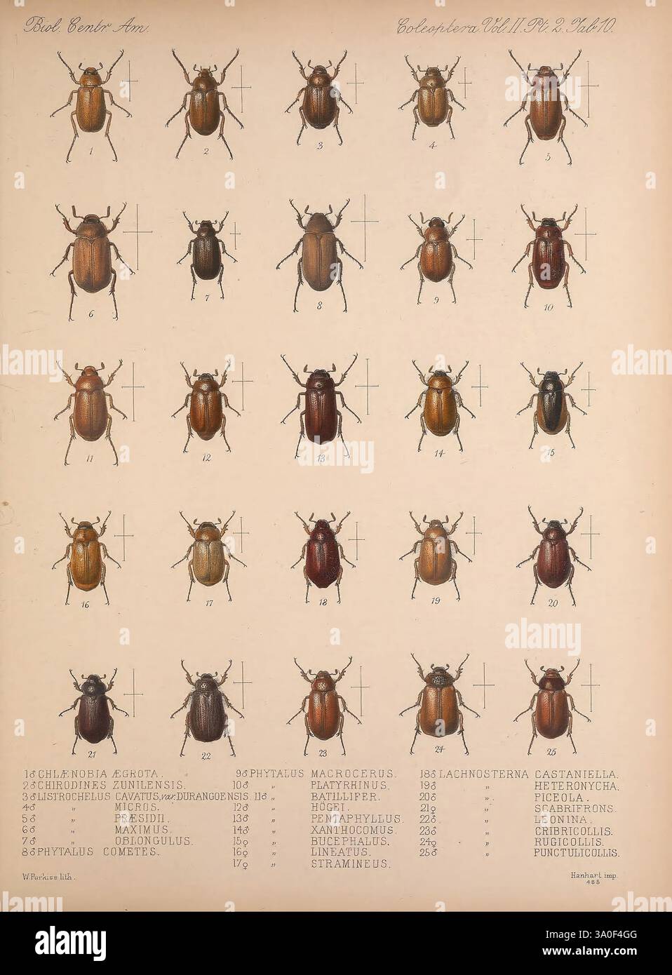 Systematic arrangement of various beetle specimens hi-res stock ...
