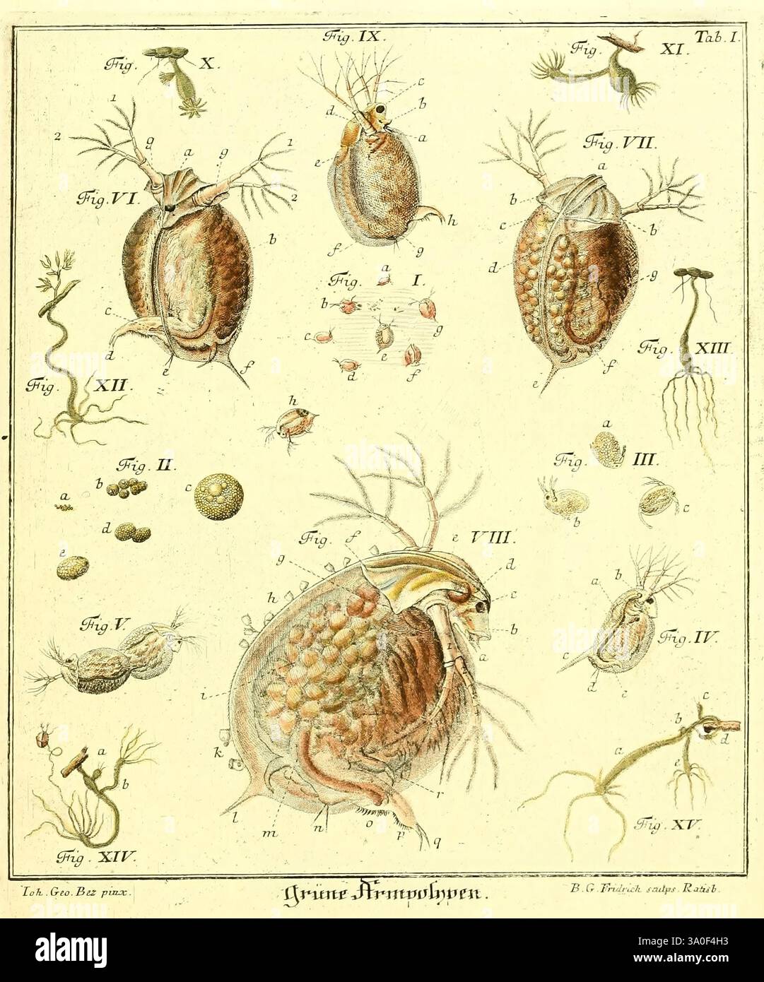 Labeled figure presents specific features hi-res stock photography and ...
