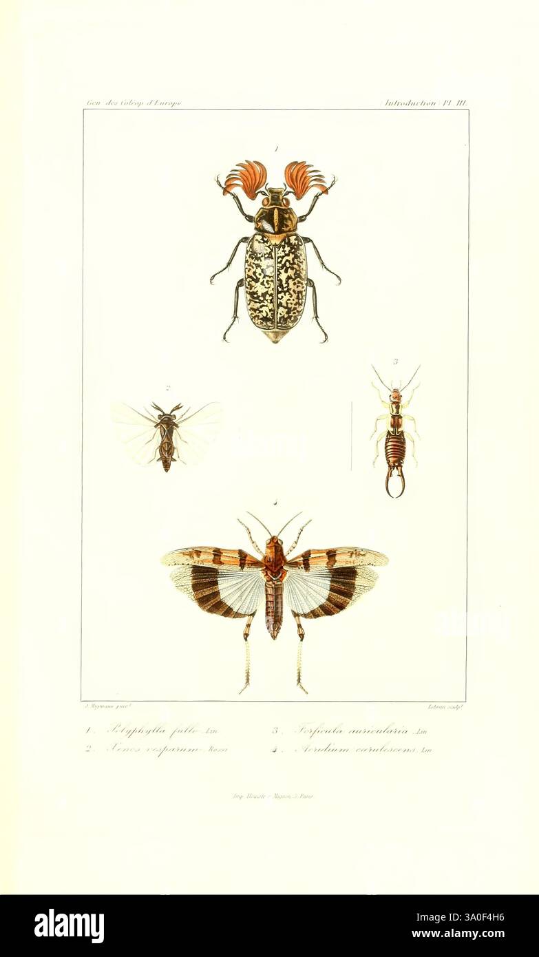 Genera des coléoptères d'Europe, Paris, Chez A. Deyrolle, 1857-1868 ...
