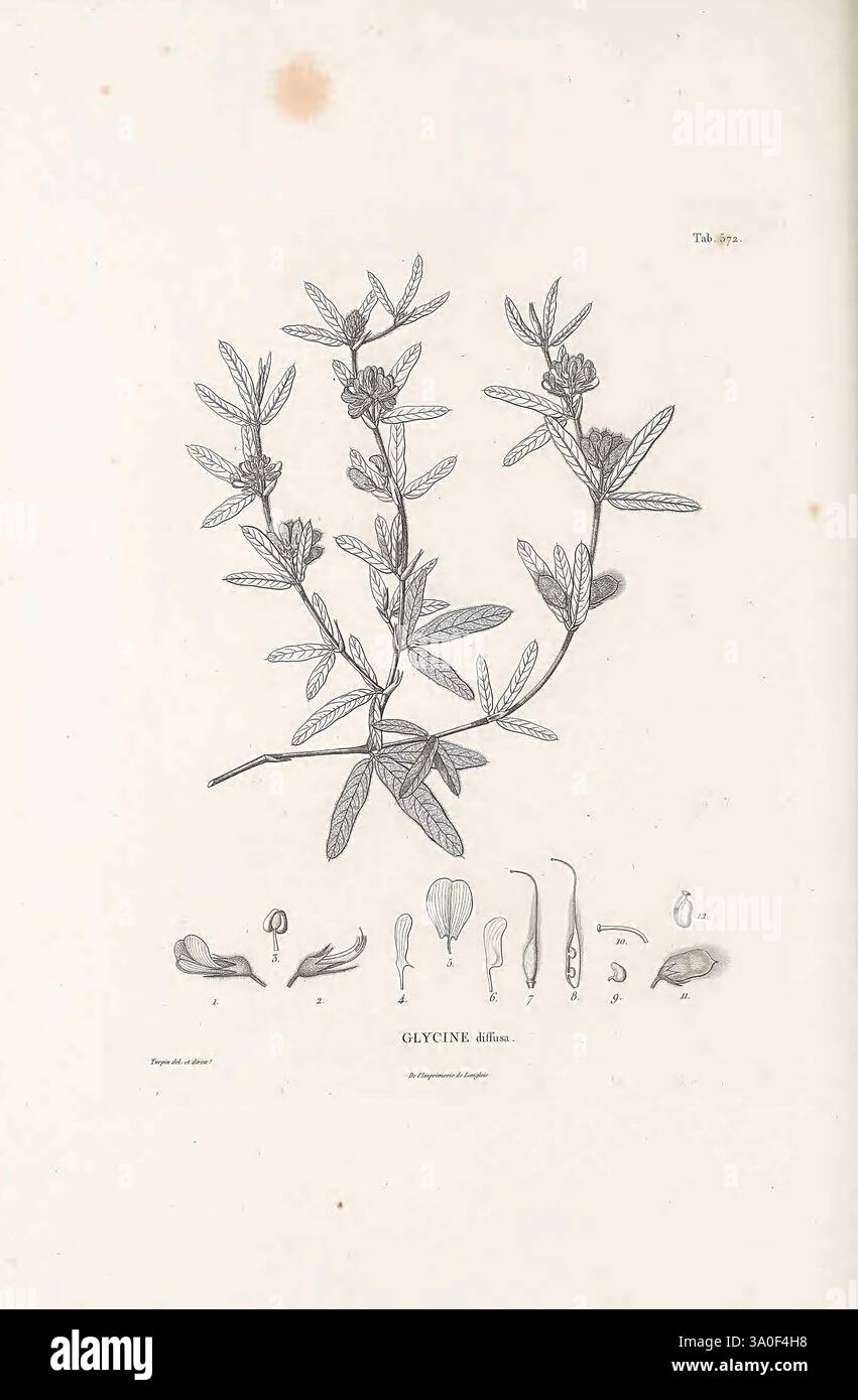 Main botanical drawing hi-res stock photography and images - Alamy