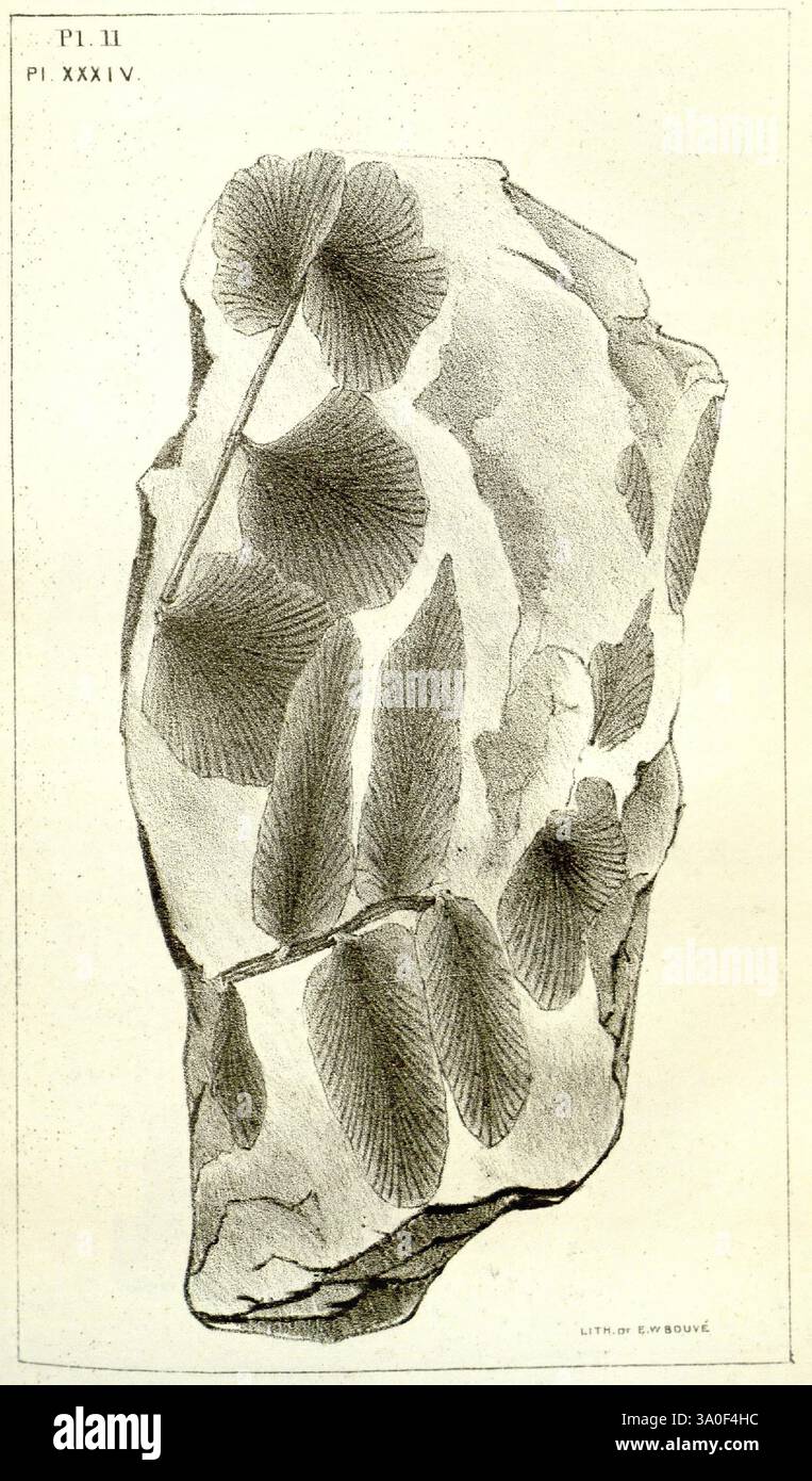 Boston Journal of Natural History Boston Boston Society of Natural ...