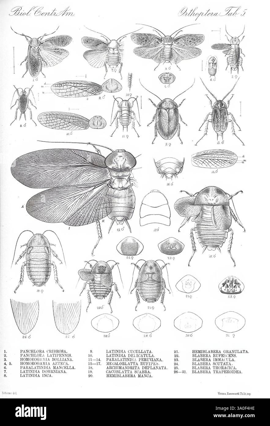 Detailed anatomical drawings of various insect species hi-res stock ...