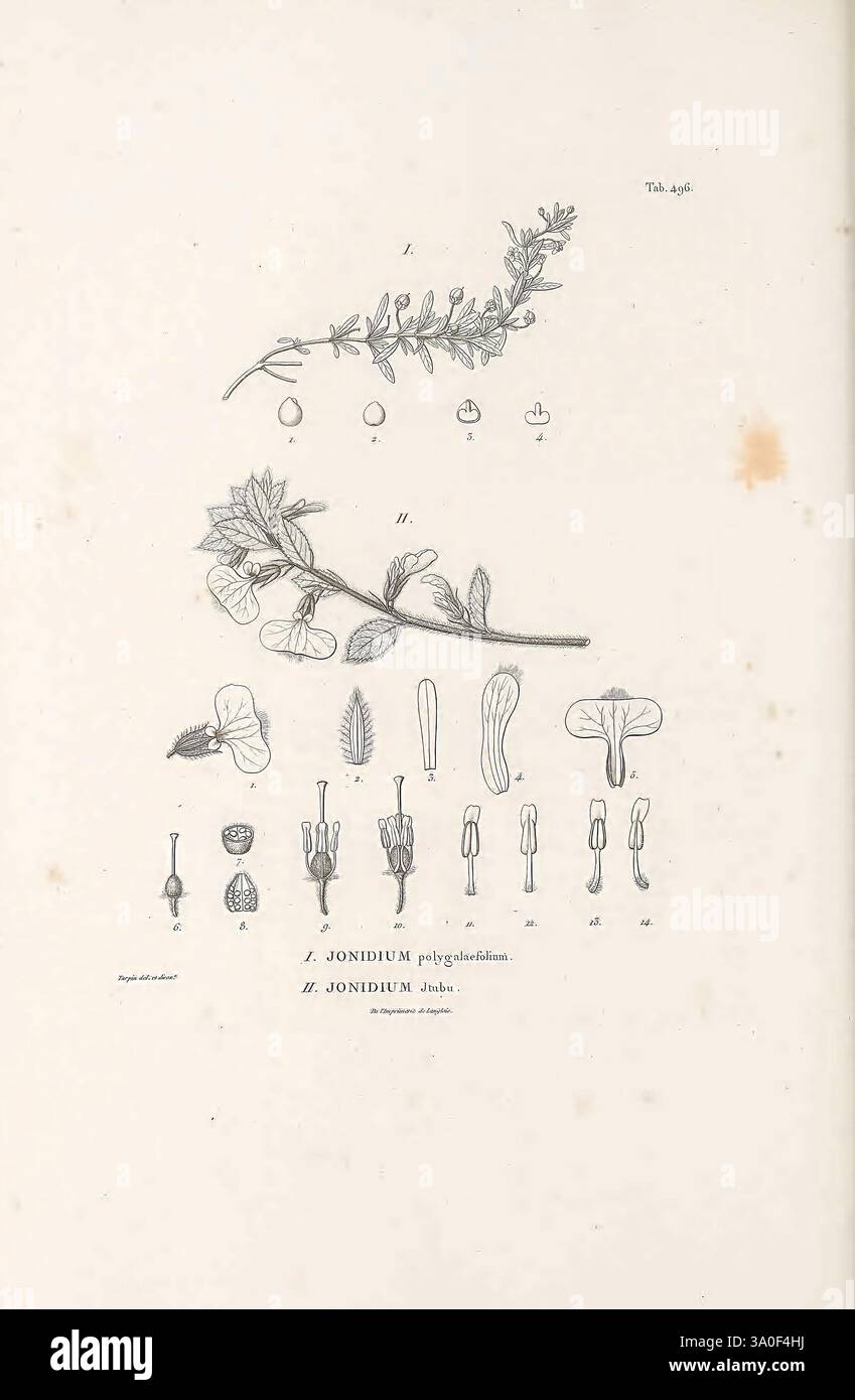 Nova genera et species plantarum, Antverpiae, Ex officina Christophori ...