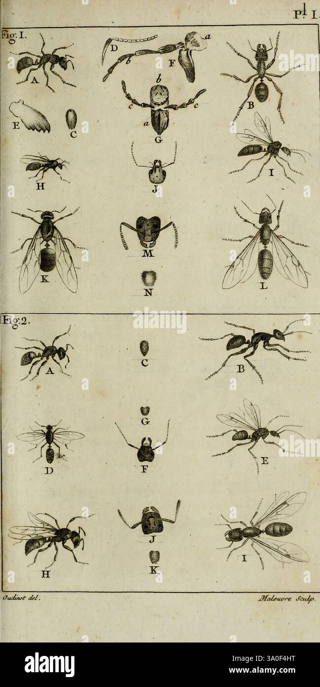 Histoire naturelle des fourmis, Paris, T. Barrois, père, 1802. Bees ...