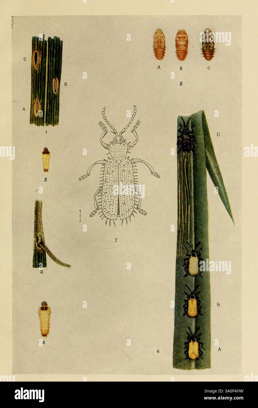 Indian insect life Calcutta Thacker Spink & Co. W. Thacker & Co. 2 ...
