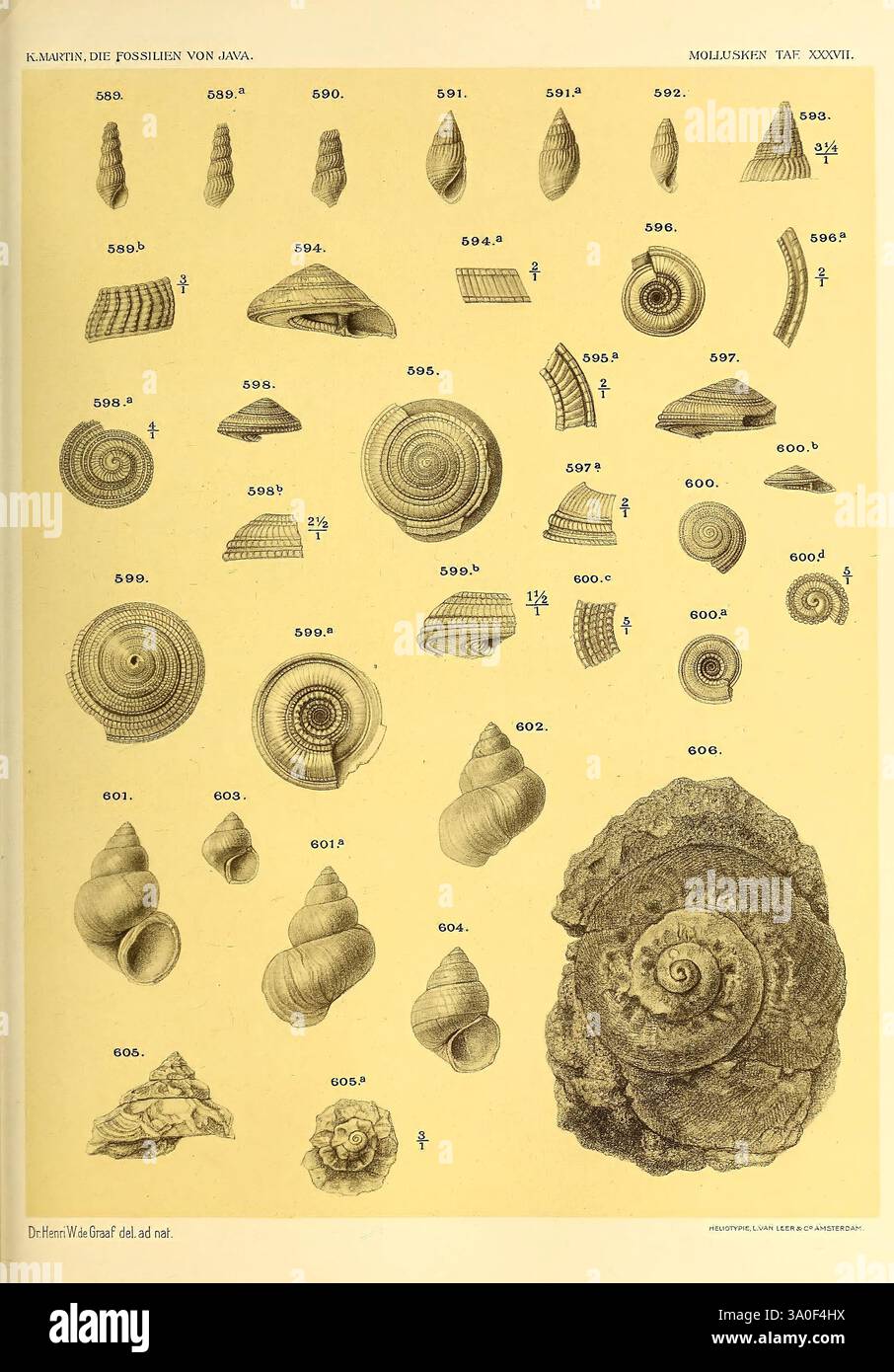 Die fossilien von Java. Leiden, Buchhandlung und Druckerei vormals E.J ...