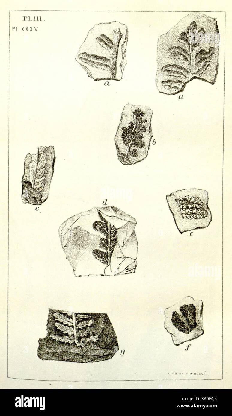 Variety of fossilized fern specimens hi-res stock photography and ...