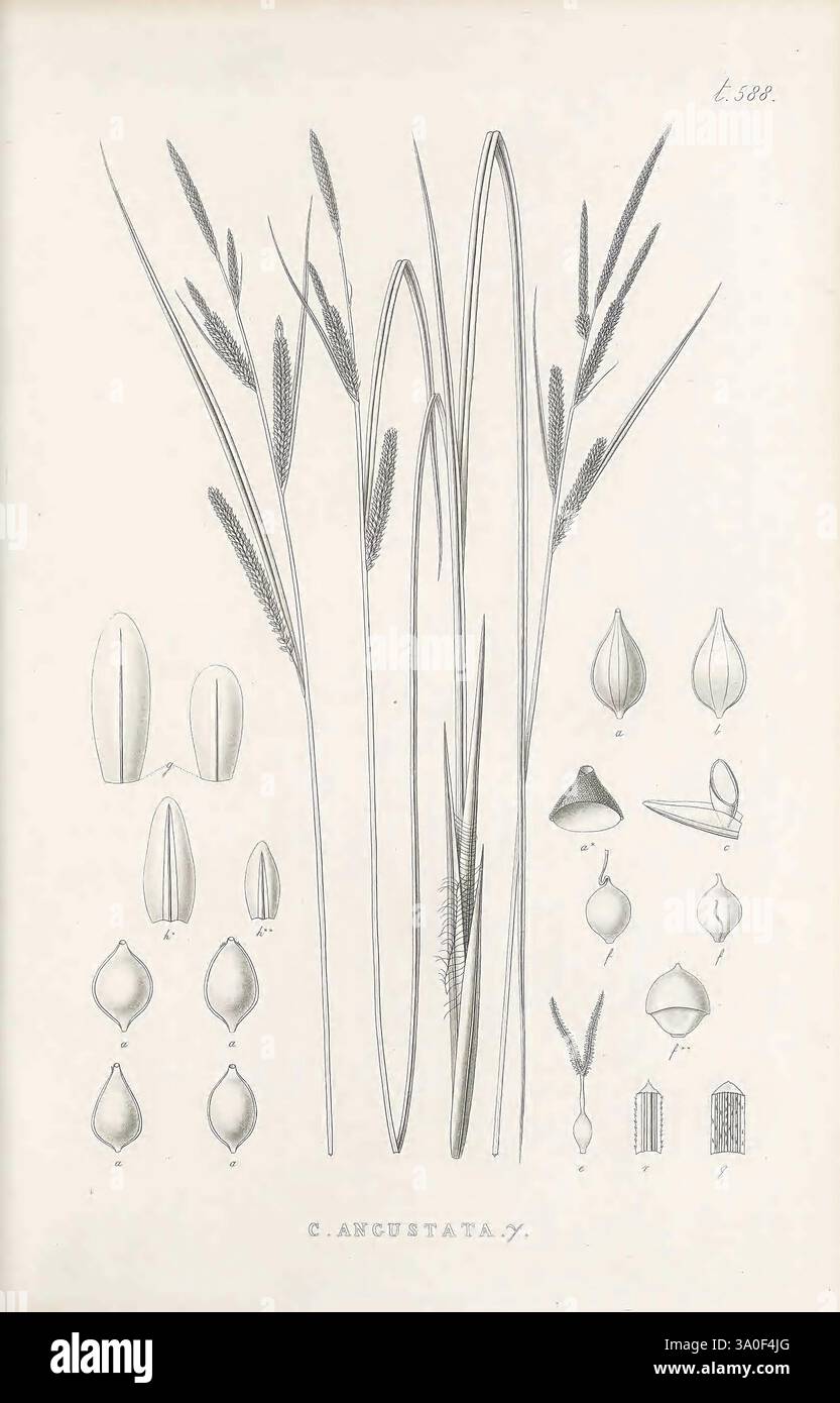 Illustrations of the genus Carex, London, William Pamplin, 1858-1867 ...