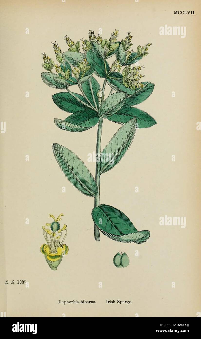 English botany Coloured figures of British plants London R. Hardwicke ...