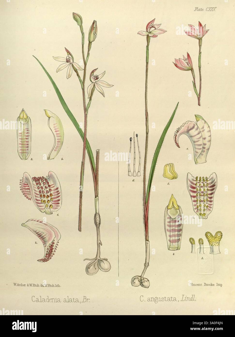 Angustata displays hi-res stock photography and images - Alamy