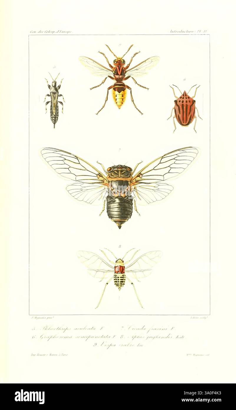 Featuring distinct coloration hi-res stock photography and images - Alamy