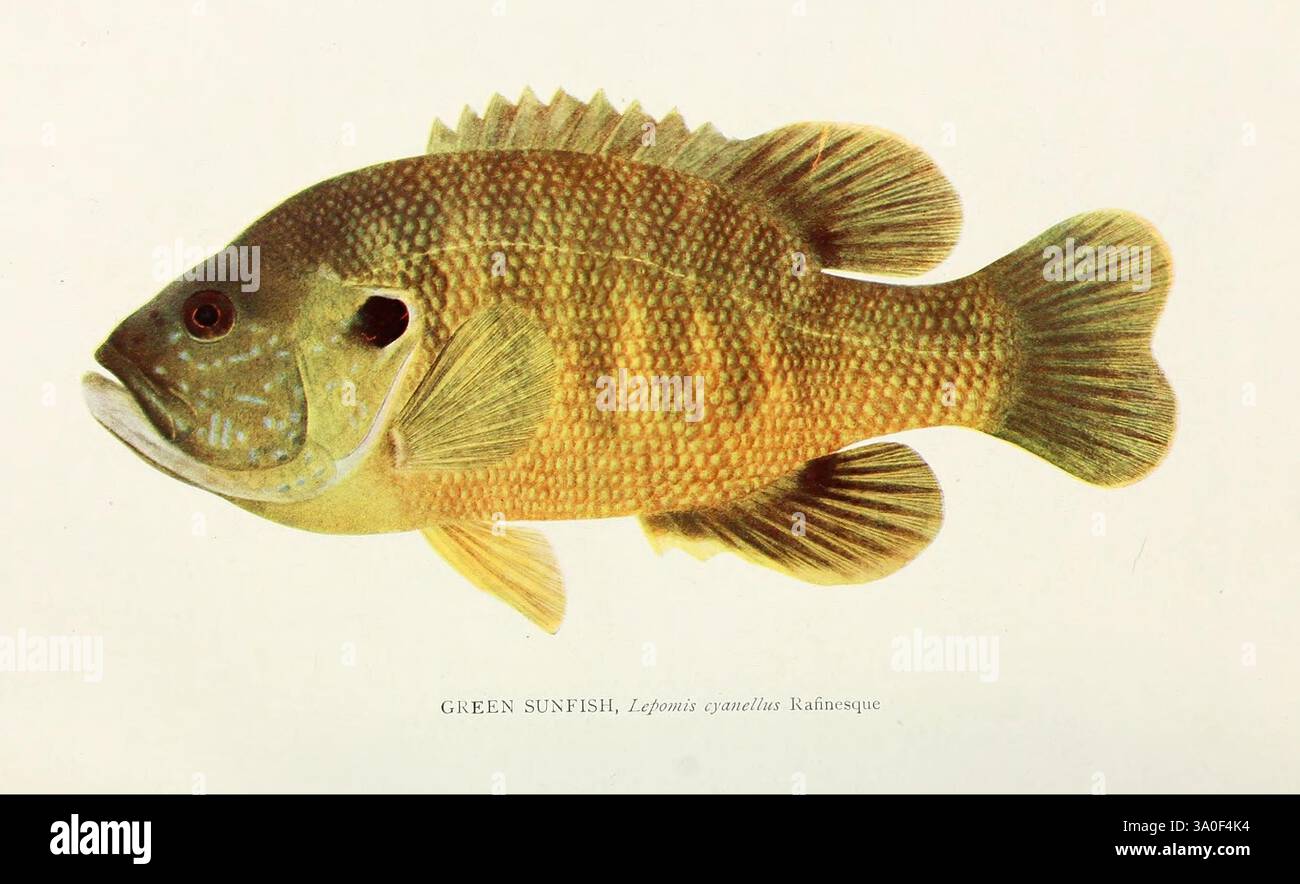 Green Sunfish Species Sunfish