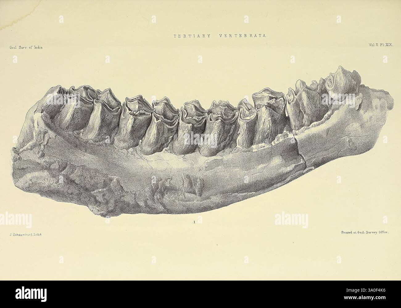 Indian, Tertiary and Post Tertiary Vertebrata, Calcutta, Geological ...
