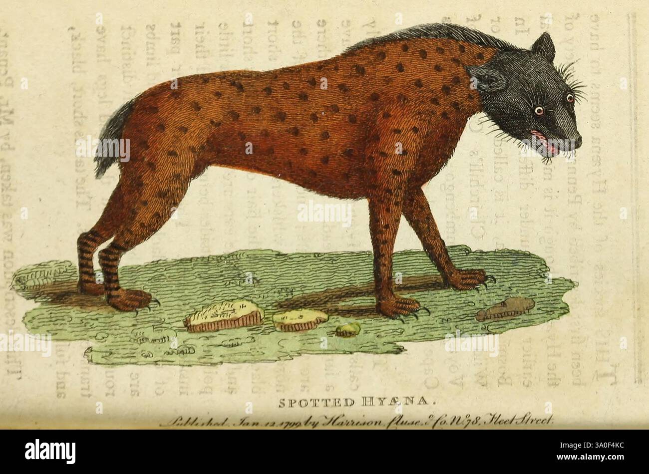 Hyenas in side profile hi-res stock photography and images - Alamy