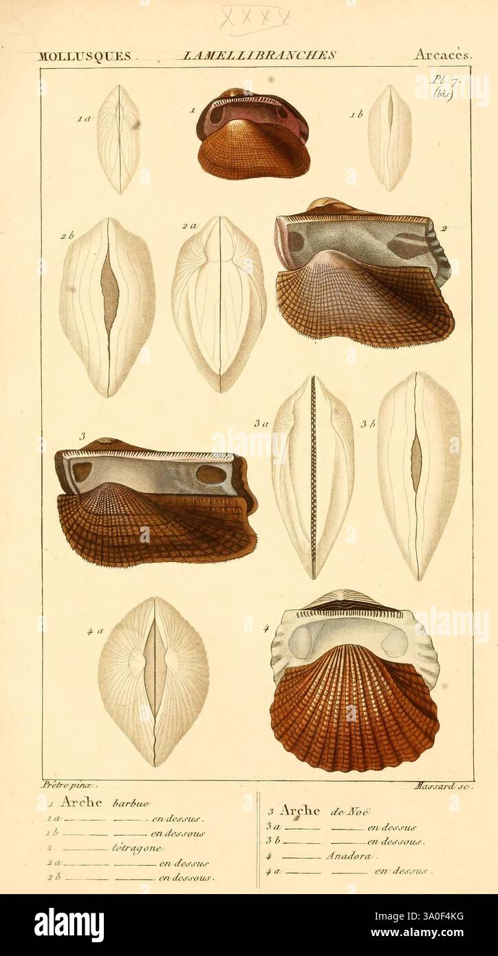 Featuring intricately detailed shells hi-res stock photography and ...