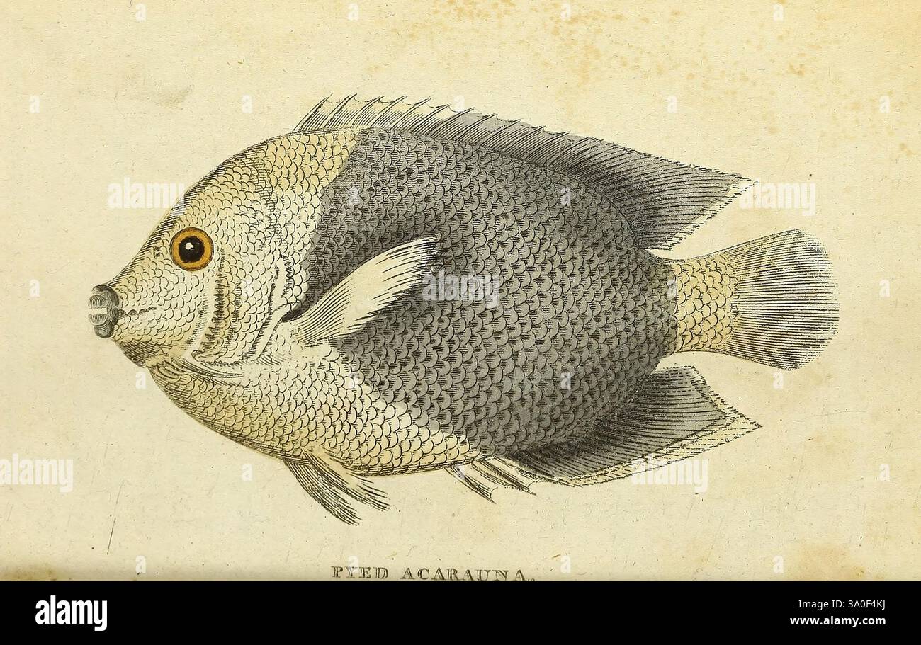 Fish features prominent dorsal hi-res stock photography and images - Alamy