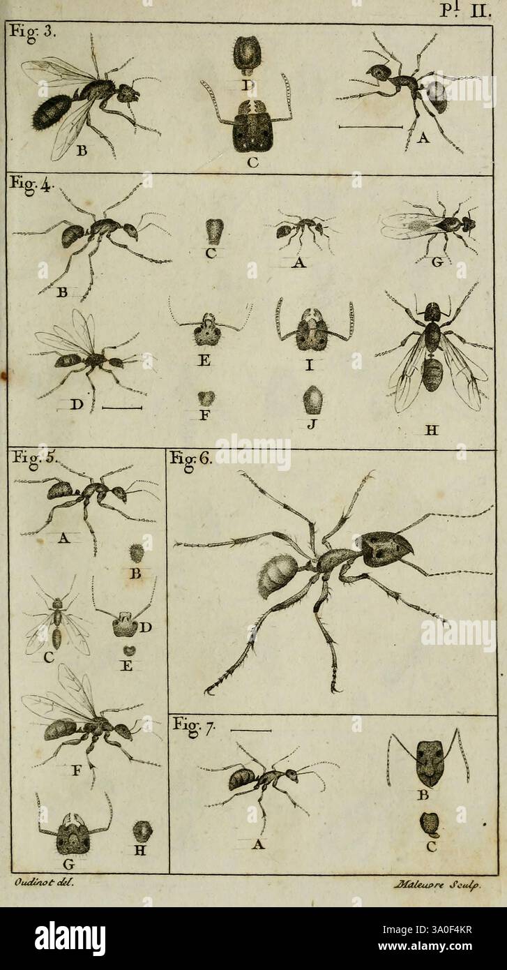 Various detailed studies of different ant species hi-res stock ...