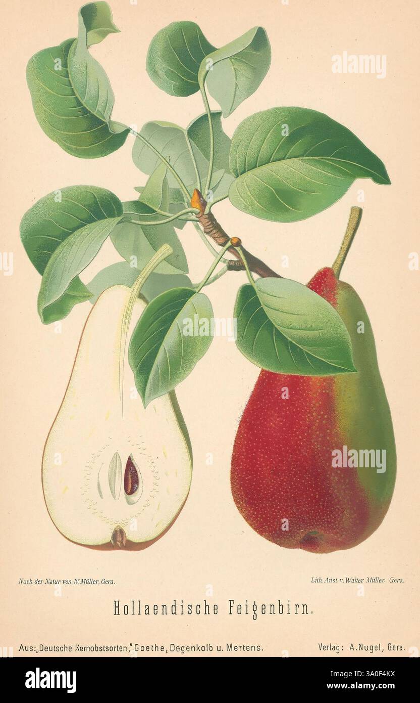 Aepfel und Birnen Berlin Paul Parey 1894 apples germany pears Cornell ...