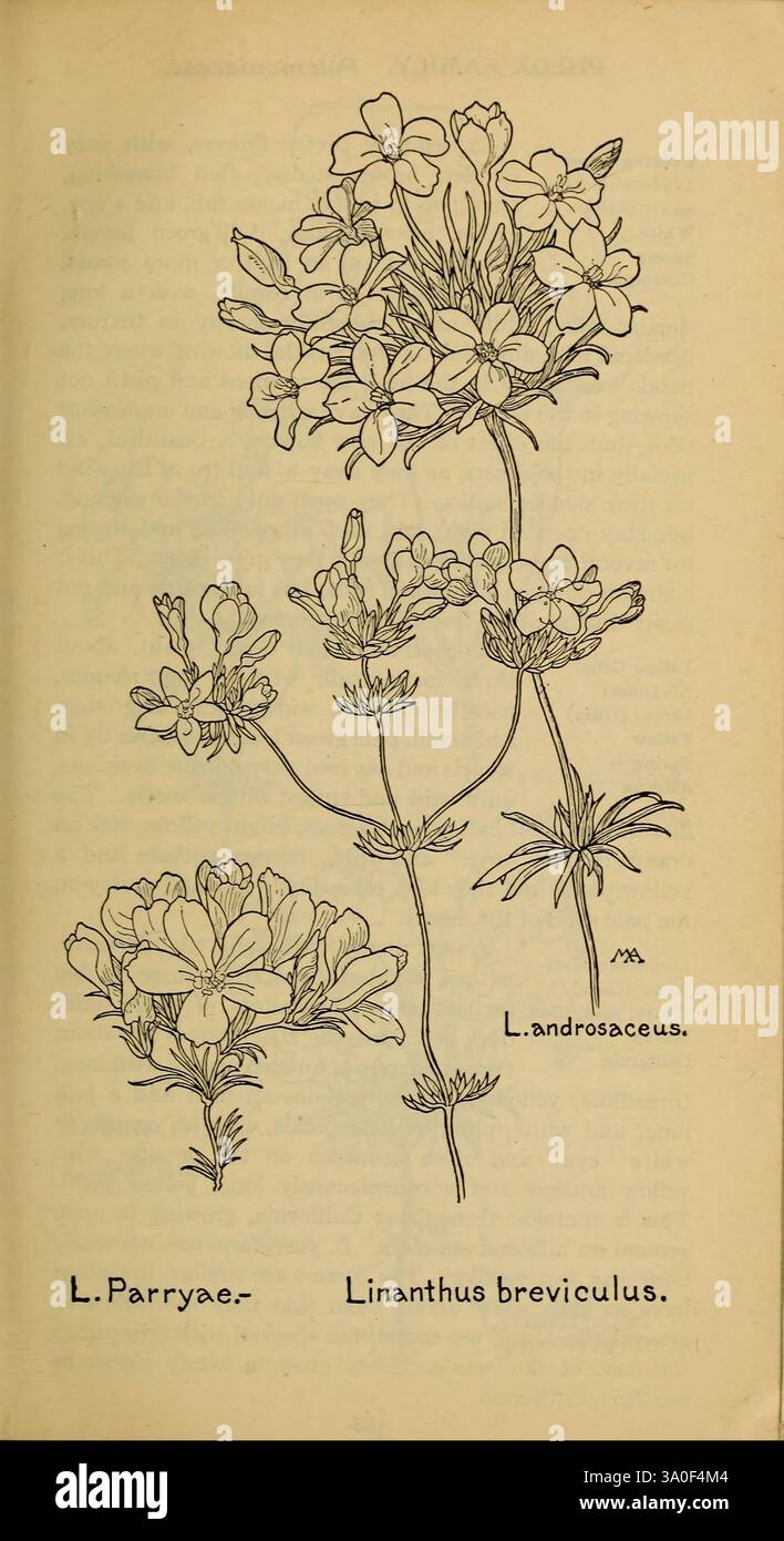 Linanthus breviculus features hi-res stock photography and images - Alamy