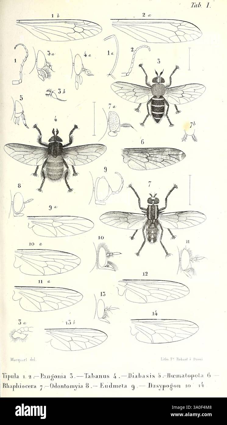 Diptères Exotiques Nouveaux Ou Peu Connus Paris Roret 1838-1843 Diptera ...