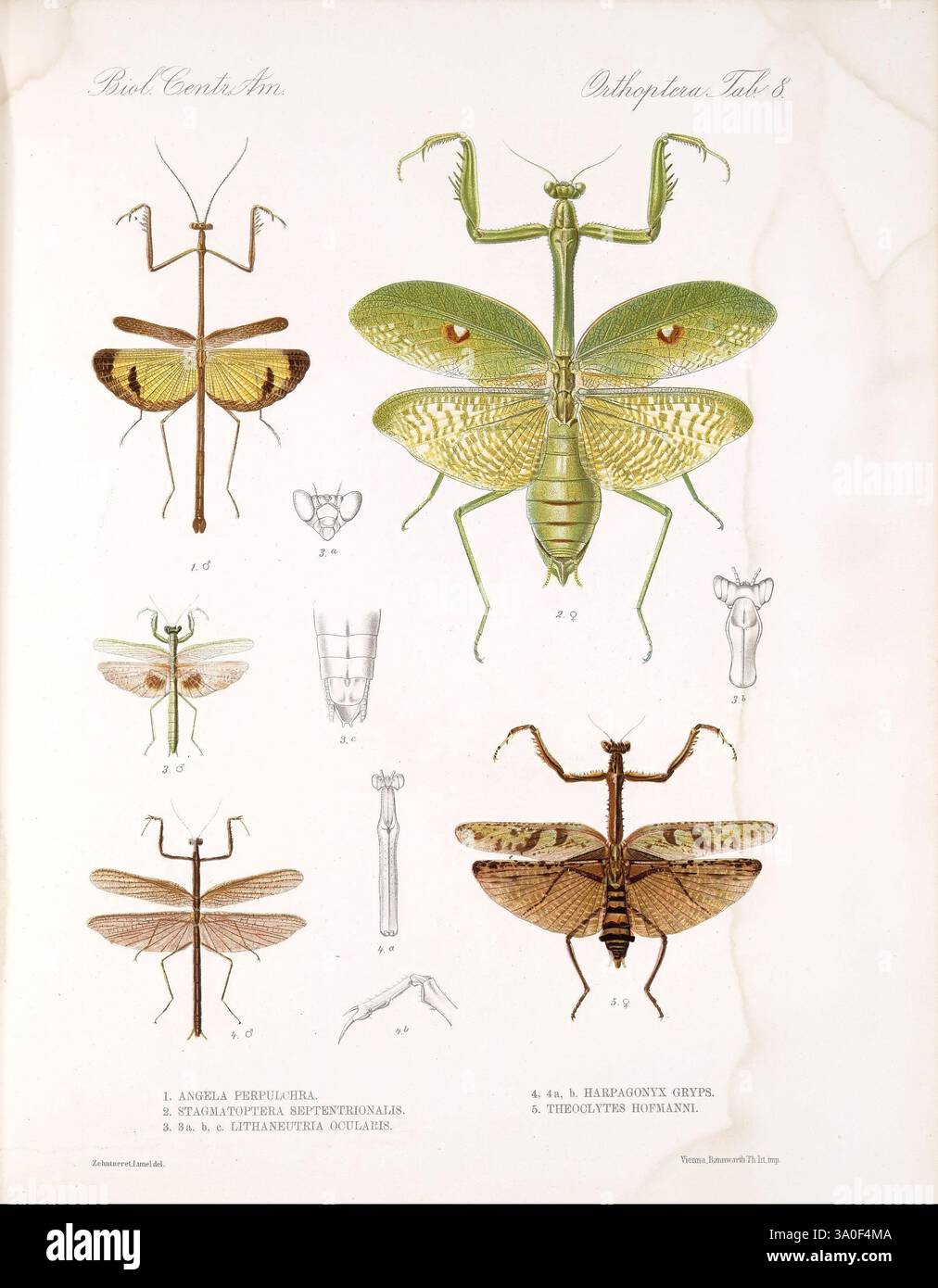 Variety of intricate insect species hi-res stock photography and images ...