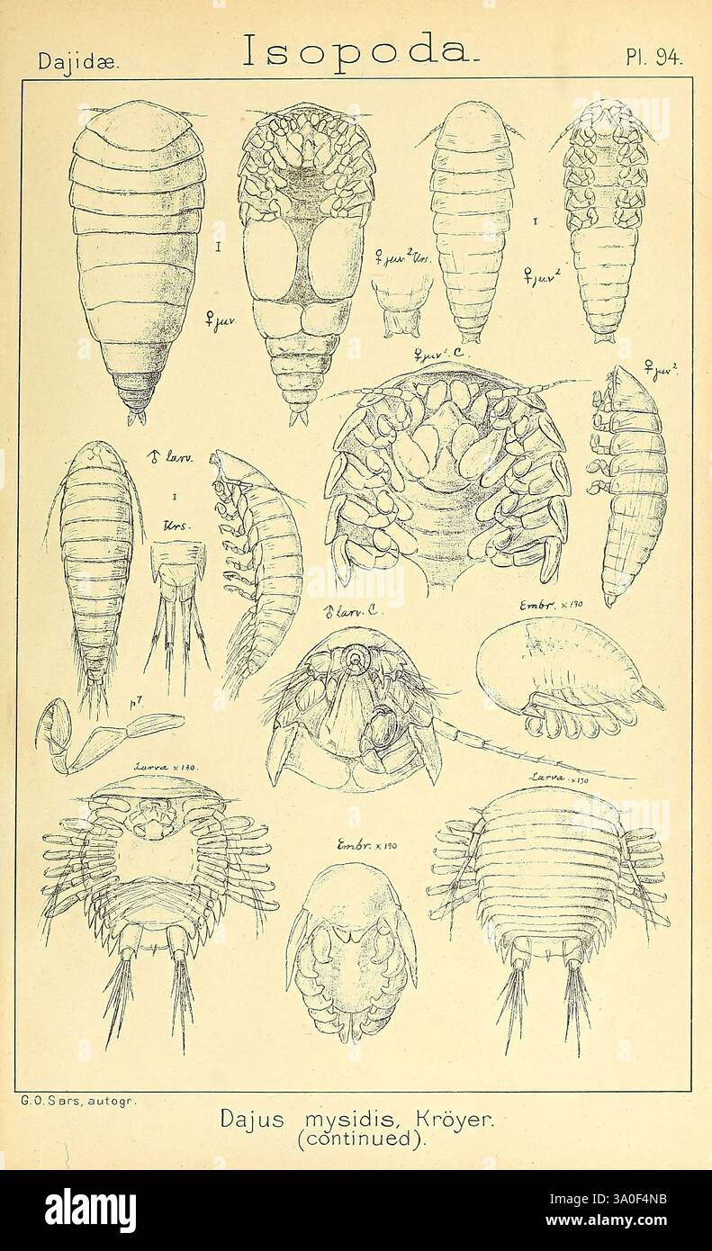 Anatomical features of isopods hi-res stock photography and images - Alamy