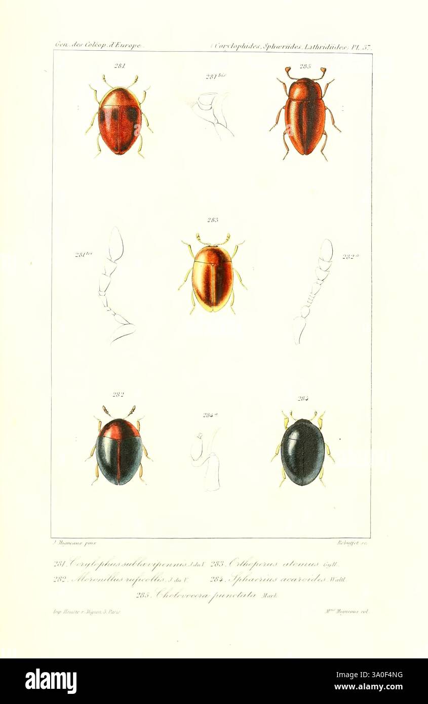 Top row displays four beetles hi-res stock photography and images - Alamy