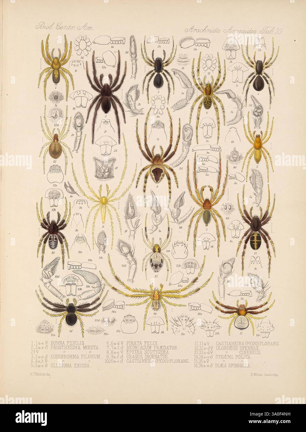 Diverse collection of spider species hi-res stock photography and ...