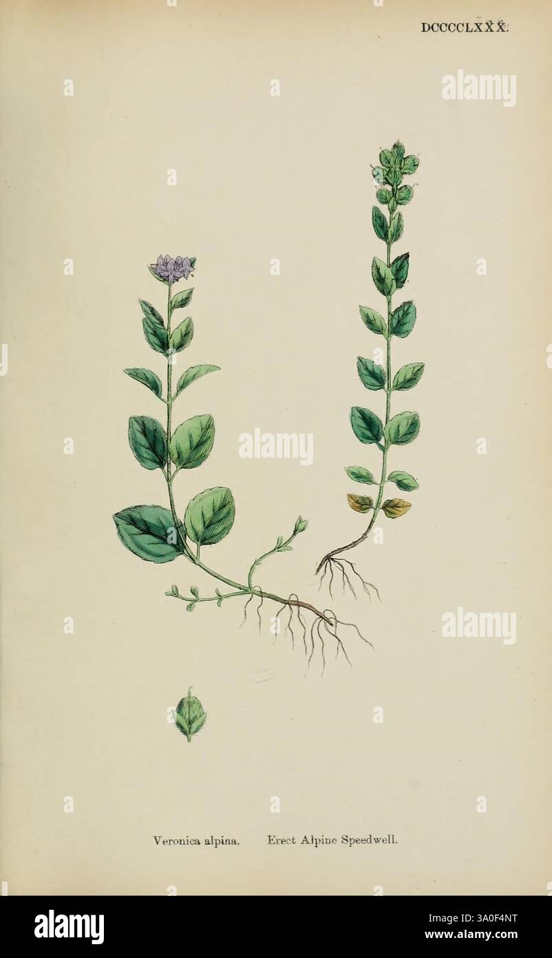 English Botany Or Coloured Figures Of British Plants London R ...
