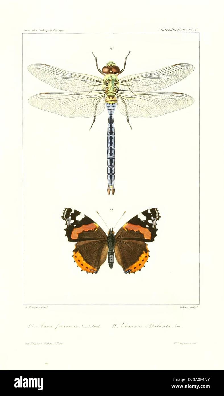 Illustration showcases two stunning insects hi-res stock photography ...